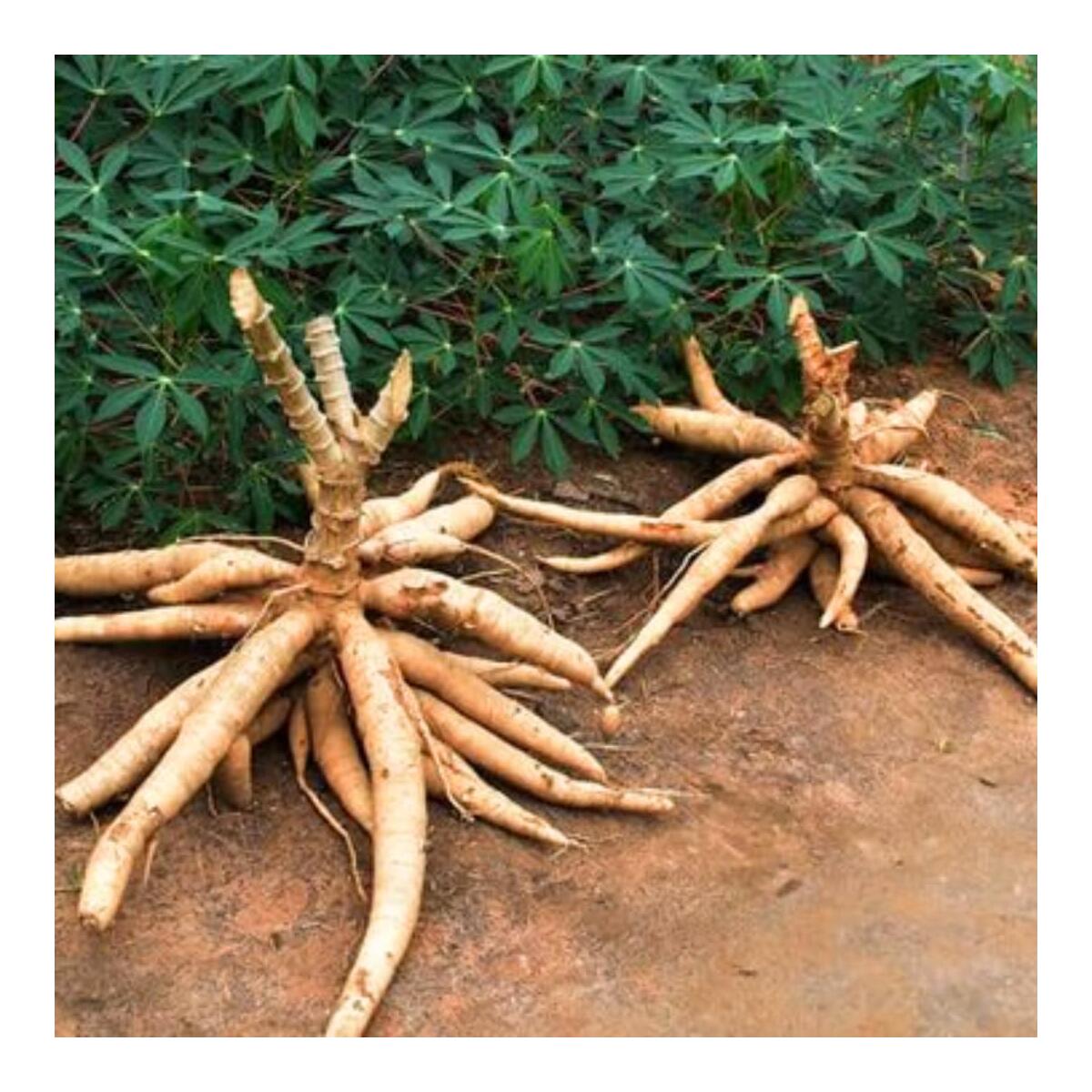 Cassava Tree Live Plant Cashback Rebate - RebateKey