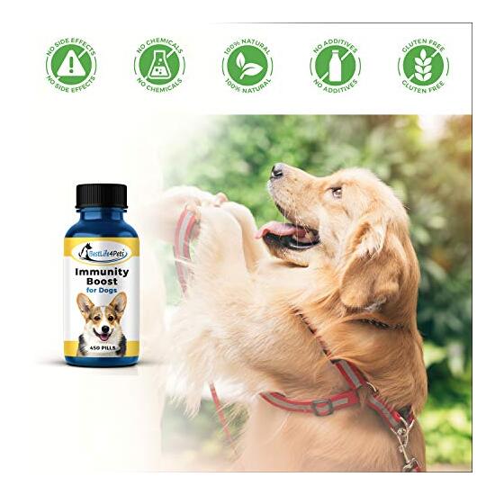 Dog Immune System Supplements Cashback Rebate - RebateKey